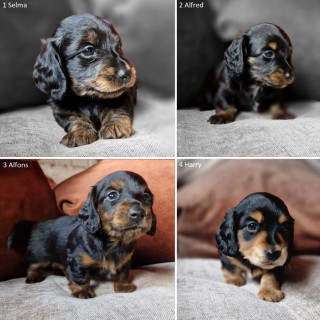 1 år gammal Tax säljs av Eva från Fjärås | Skaffa Hund