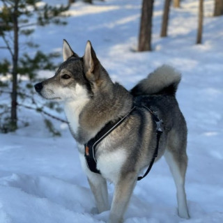 5 år gammal Blandras: Jämnthund och gråhund säljs av Simona från Lunde ...