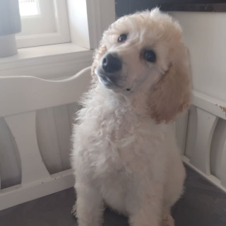 1 år gammal Pudel, stor säljs av Raymond från Bograngen | Skaffa Hund
