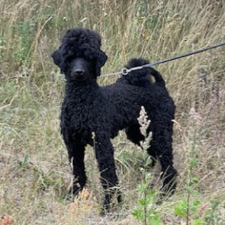 4 år gammal Pudel, stor säljs av Ann från Kristianstad | Skaffa Hund