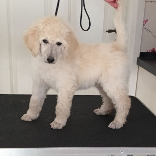 1 år gammal Pudel, stor säljs av Fia från Hudiksvall | Skaffa Hund