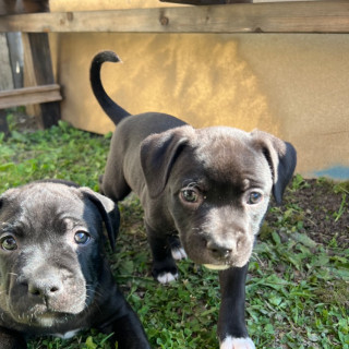 1 år gammal Blandras: Amstaff, Staffe säljs av Marina från Sundbyberg ...