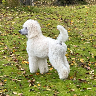 3 år gammal Pudel, stor säljs av Leangeli från Borås | Skaffa Hund