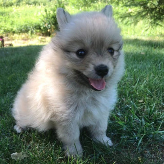 2 år gammal Tysk spets – mittelspitz säljs av Pontus från Mariestad ...