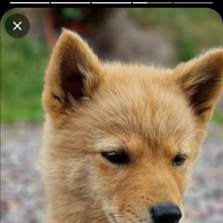 1 år gammal Finsk spets säljs av Röskallens från Bollstabruk | Skaffa Hund