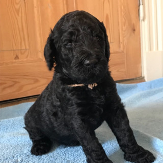 3 år gammal Pudel, stor säljs av Marzet's från Linköping | Skaffa Hund