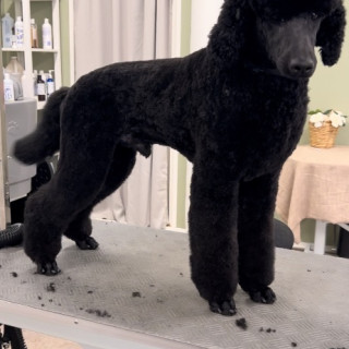 3 år gammal Pudel, stor säljs av Erica från Björkvik | Skaffa Hund