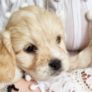 2 år gammal Cavapoo säljs av Janita från åtorp | Skaffa Hund