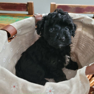 1 år gammal Blandras: Bichon Havanais/Pudel = Havapoo säljs av Adriana ...