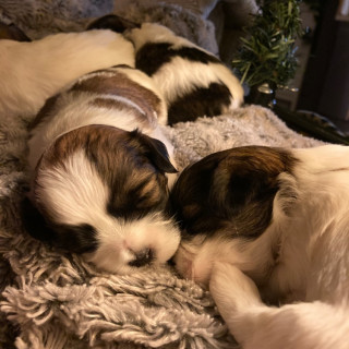 1 år gammal Blandras: Maltizu säljs av Fanny från Lund | Skaffa Hund