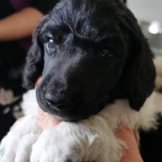 3 år gammal Pudel, stor säljs av Marie från Bjärred | Skaffa Hund