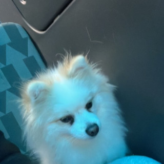 2 år gammal Blandras: Pomeranian/ Japansk spets säljs av Nohad från ...