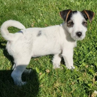 1 år gammal Jack russell terrier säljs av Marie-Louise från Vingåker ...
