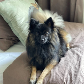 5 år gammal Tysk spets – mittelspitz säljs av Micaela från Kållered ...