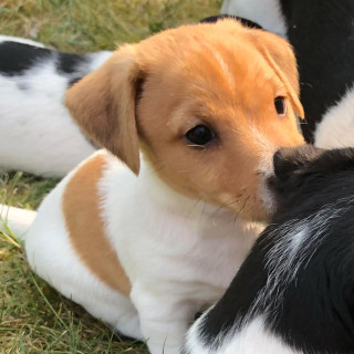 10 månader gammal Blandras: Dansk svensk gårdshund Jack russell terrier ...