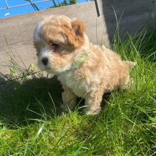 2 år gammal Blandras: Lhasa-poo (Lhasa Apso & Pudel) säljs av Alexandra ...