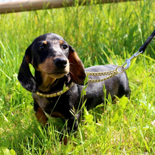 1 år gammal Tax säljs av Terese från Vårgårda | Skaffa Hund