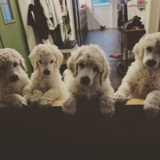 2 år gammal Pudel, stor säljs av Anna från Sala | Skaffa Hund