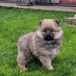 1 år gammal Tysk spets – mittelspitz säljs av Sandra från Vetlanda ...