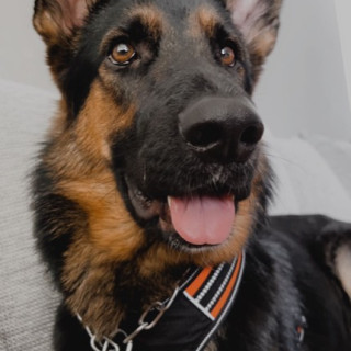 4 år gammal Tysk Schäferhund säljs av Teddi från Fagersta | Skaffa Hund