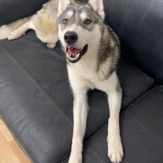 2 år gammal Siberian husky säljs av Ahmad från Malmö | Skaffa Hund