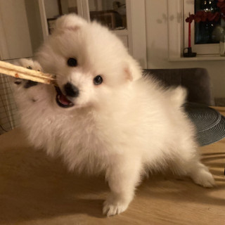 6 månader gammal Japansk spets säljs av Vibeke från örebro | Skaffa Hund