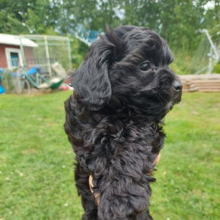 2 år gammal Blandras: Pudel, Bichon frise, papillon säljs av Anette ...