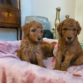 2 år gammal Pudel, stor säljs av Mohsen från Gnesta | Skaffa Hund