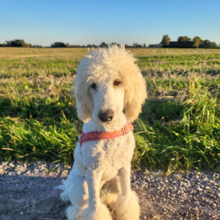 2 år gammal Pudel, stor säljs av Helena från Sjöbo | Skaffa Hund