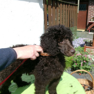 1 år gammal Pudel, stor säljs av Vegeljung :s kennel från ängelholm ...