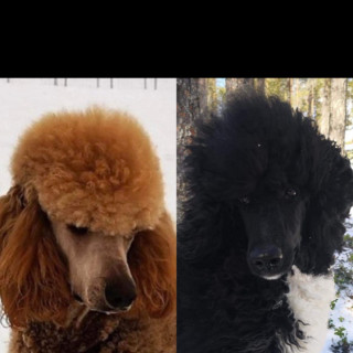 1 år gammal Pudel, stor säljs av Eline från Järfälla | Skaffa Hund