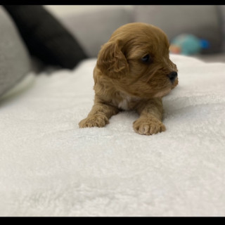 1 år gammal Blandras: CAVAPOO VALPAR säljs av Rukoroka från Hästveda ...