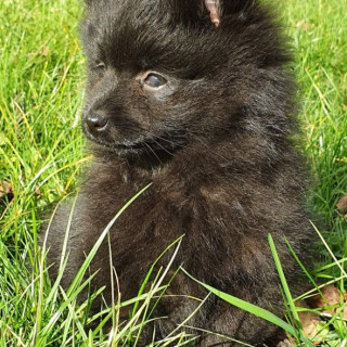 2 år gammal Tysk spets – mittelspitz säljs av Lars från Lysekil ...