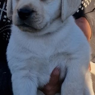 3 år gammal Labrador retriever säljs av Apelbackens från Luleå | Skaffa ...