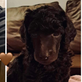 1 år gammal Pudel, stor säljs av Eva från Löddeköpinge | Skaffa Hund