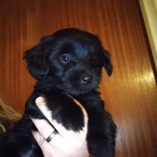 2 år gammal Blandras: 50% pudel, tax /japansk spets säljs av Anna Inga ...