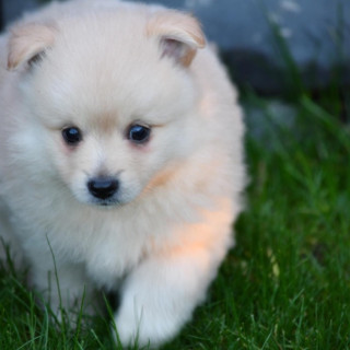 3 år gammal Tysk spets – mittelspitz säljs av Mittelstars från Klippan ...