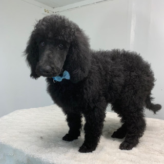 1 år gammal Pudel, stor säljs av Amanda från Nol | Skaffa Hund