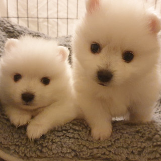 2 år gammal Japansk spets säljs av Annika från Tranemo | Skaffa Hund