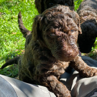 1 år gammal Pudel, stor säljs av Marianne från Ambjörnarp | Skaffa Hund