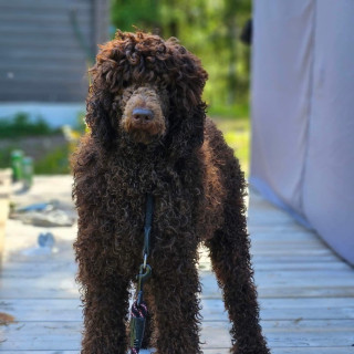 2 år gammal Pudel, stor säljs av Helena från Månsarp | Skaffa Hund