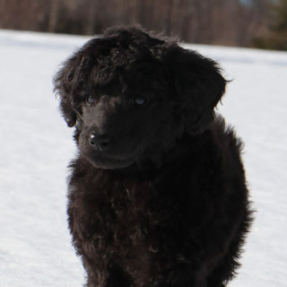 1 år gammal Pudel, stor säljs av Fia från Hudiksvall | Skaffa Hund