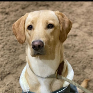 10 månader gammal Labrador retriever säljs av Annika från Vollsjö ...