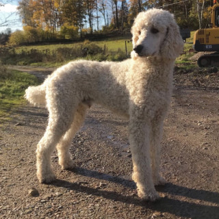 4 år gammal Pudel, stor säljs av Amanda från Nol | Skaffa Hund