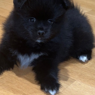 2 år gammal Blandras: Pomeranian blandis säljs av Mikaela från ...