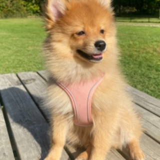 1 år gammal Tysk spets – mittelspitz säljs av Jonas från Eskilstuna ...