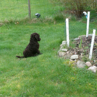 3 månader gammal Pudel, stor säljs av Vegeljung :s kennel från ...