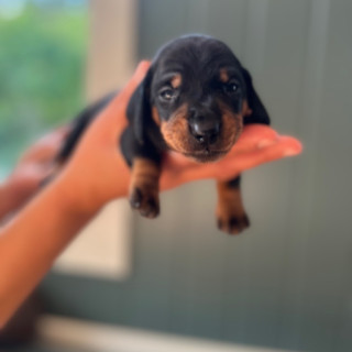 1 år gammal Tax säljs av Yuliya från Köpingsvik | Skaffa Hund