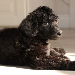 2 år gammal Pudel, stor säljs av Källarkullen från Hudiksvall | Skaffa Hund