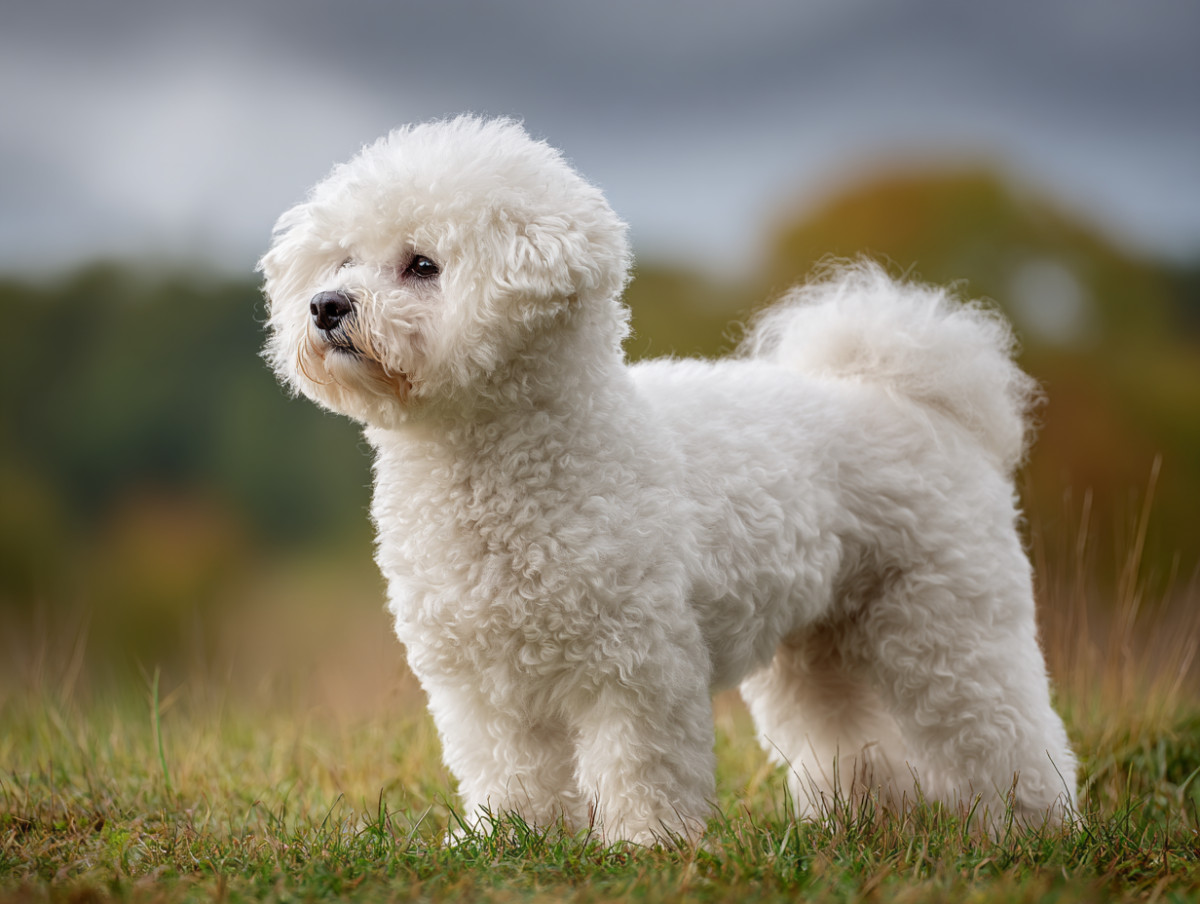 Bichon Frise | Get a Pet